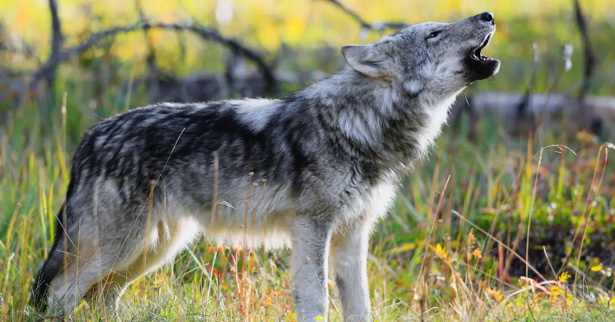 British Columbia Proposes Extending Wolf Cull