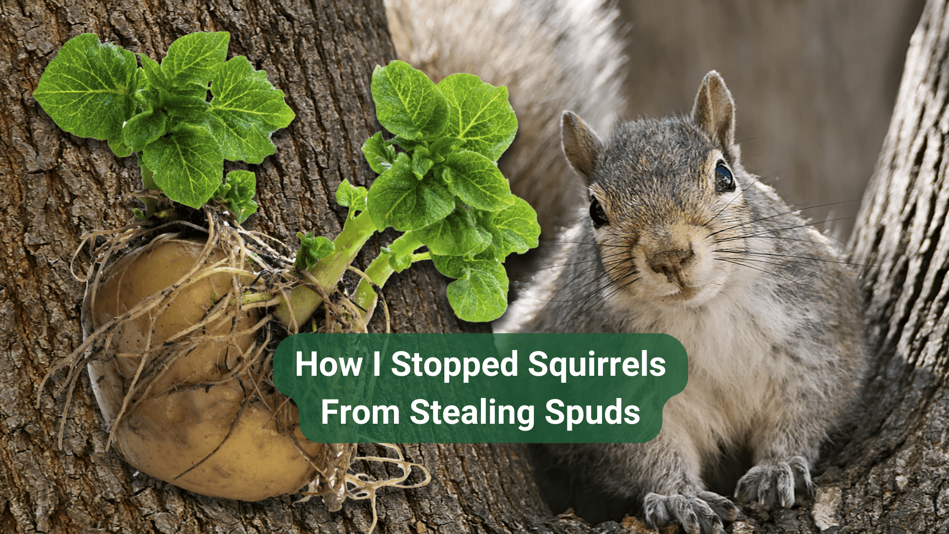 How I Stopped Squirrels From Stealing Spuds - The Fur-Bearers